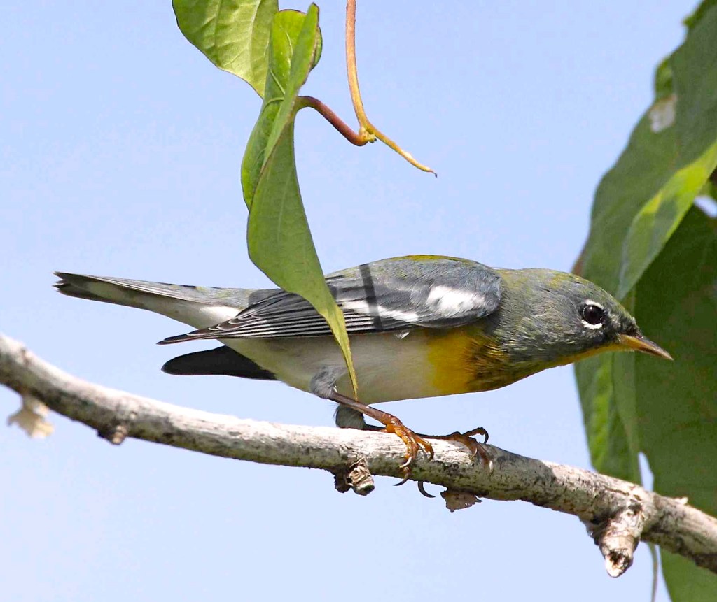 Bahamas Birds | THE BIRDS OF ABACO